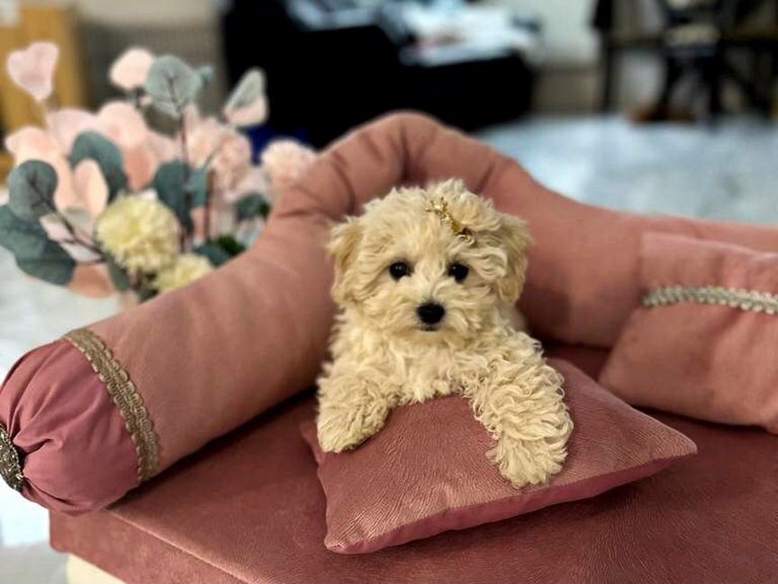 Девочка Кремовая (Мальтипу Ф1 мини)