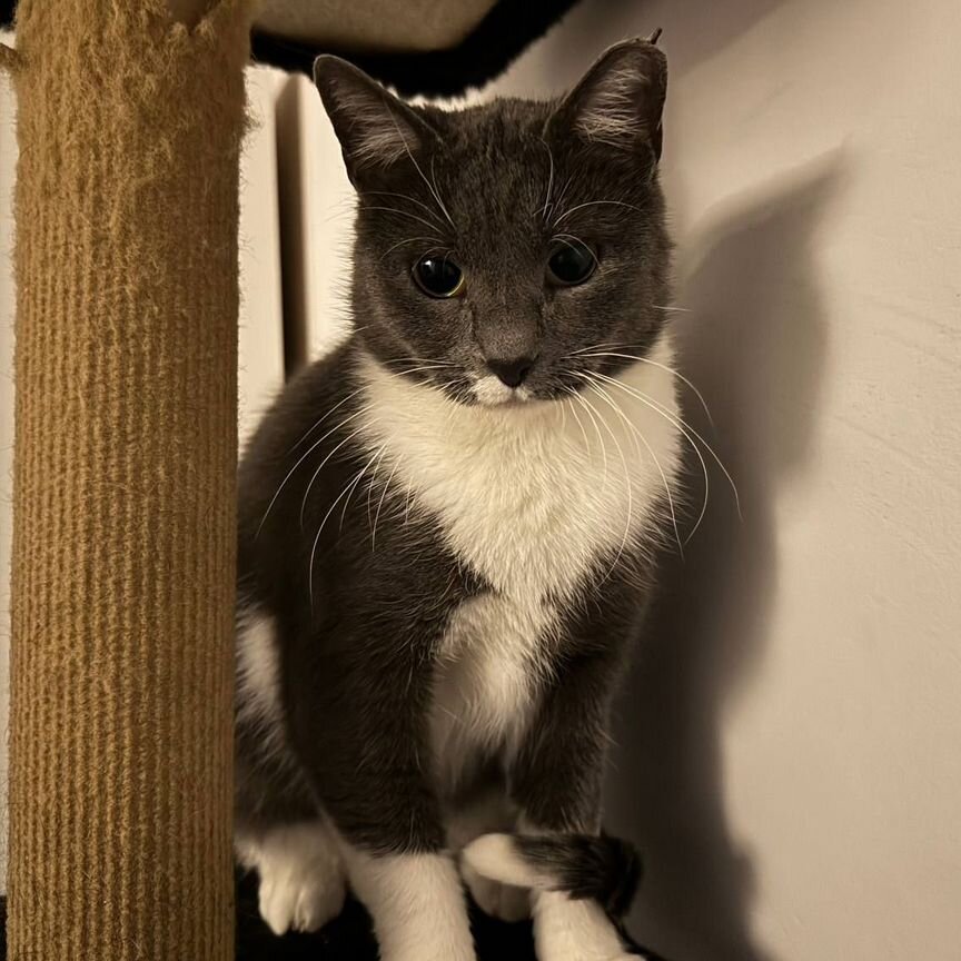 Взрослая кошка в добрые руки