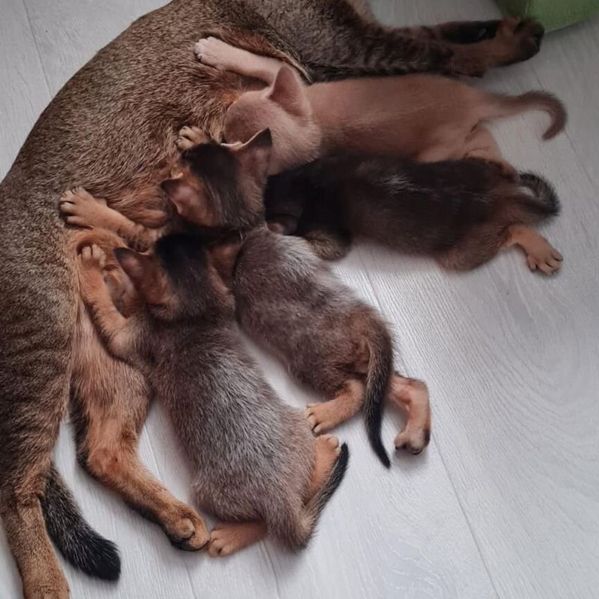 Абиссинские котята