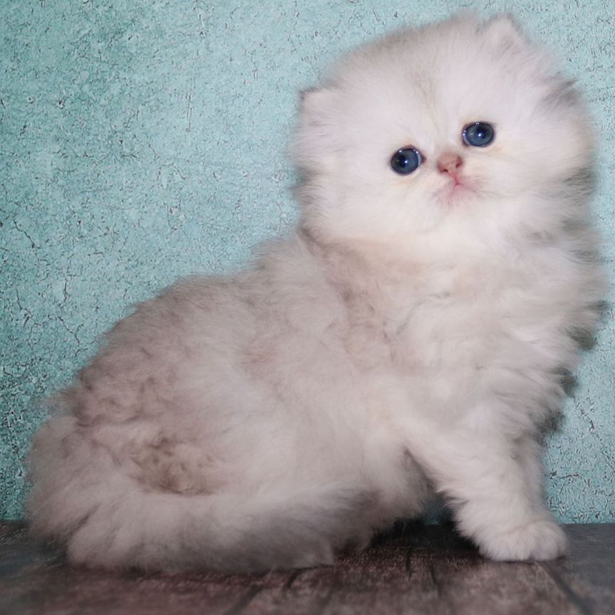 Шотландский прямоухий длинношёрстный котёнок