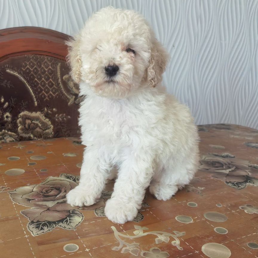 Той-пудель, щенок