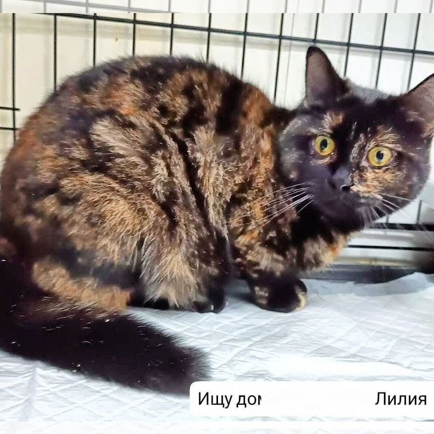 Взрослая кошка в добрые руки