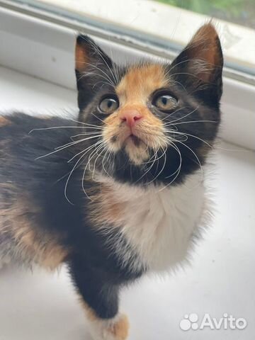 Котята в добрые руки даром