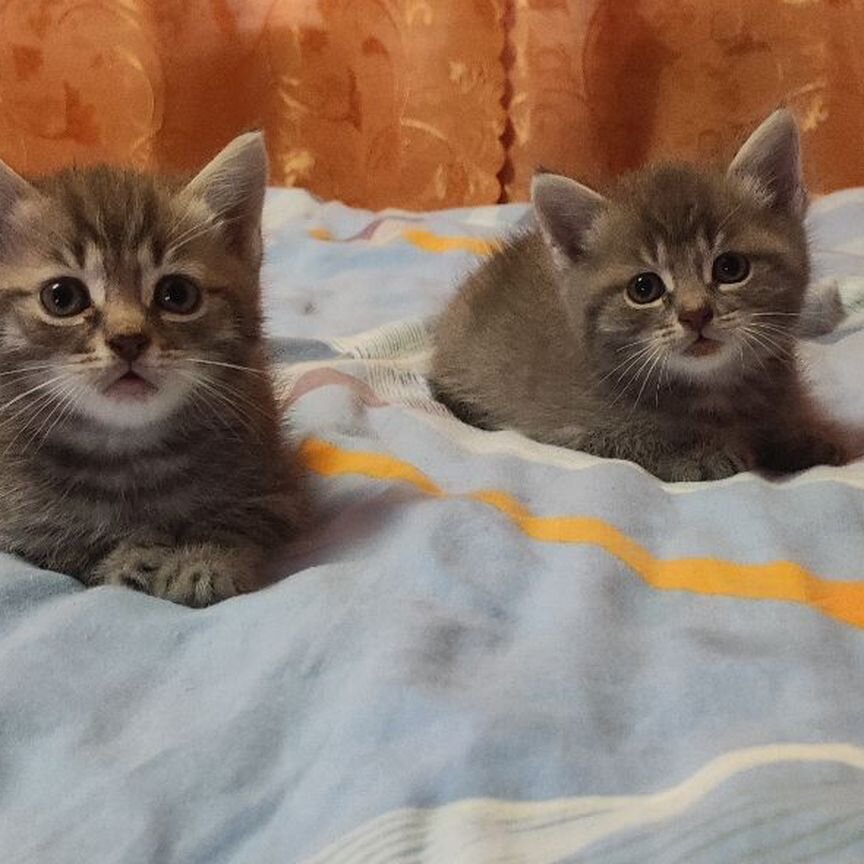 Британские котята