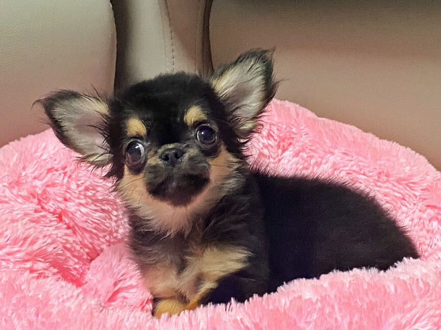 Девочка кукляшка (дш)