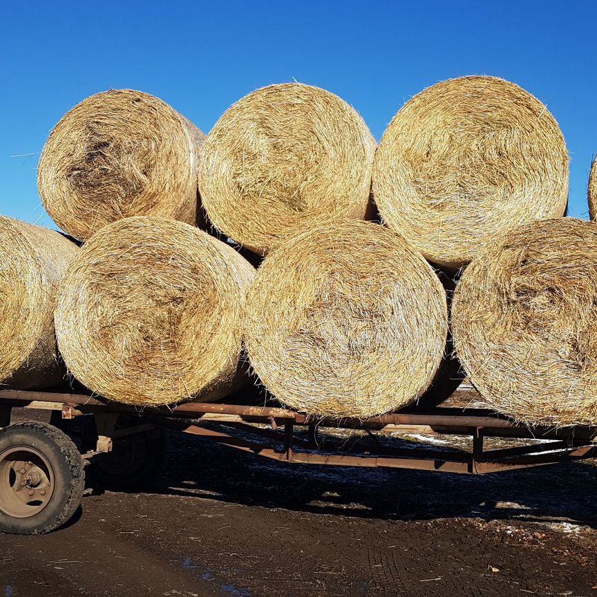 Продам сено в рулонах