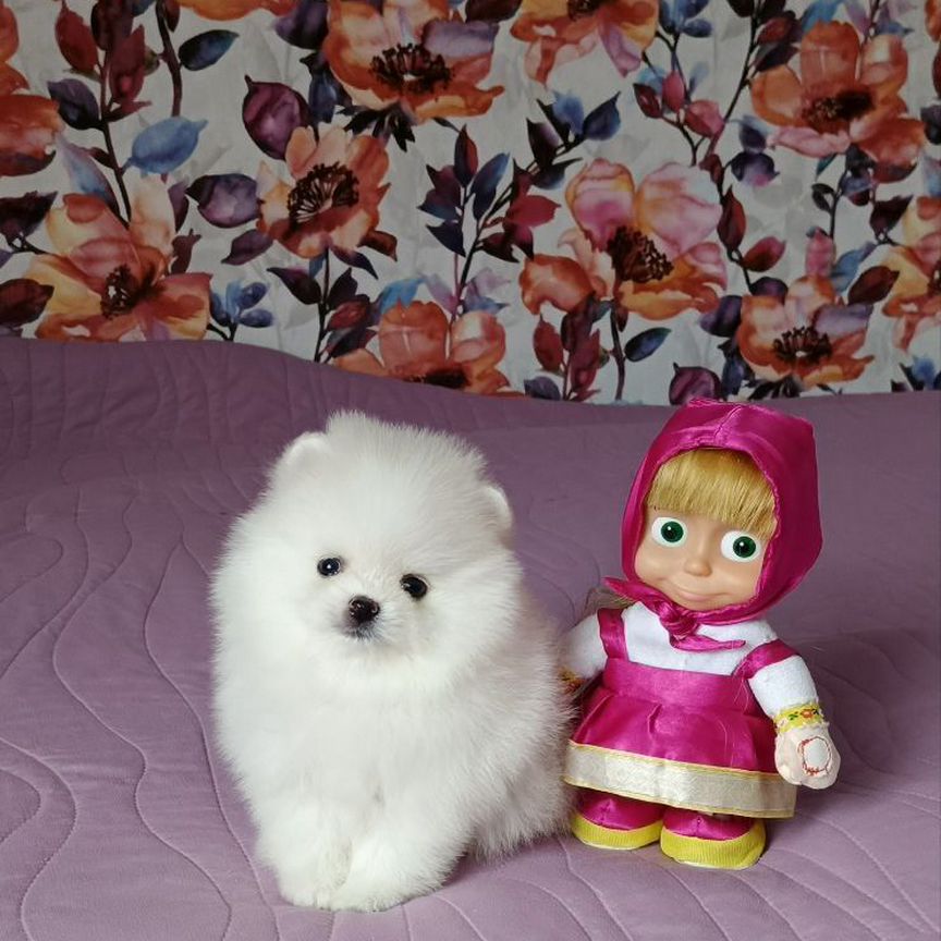 Померанский шпиц