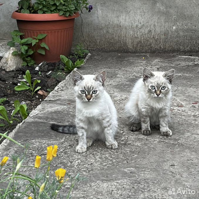 Отдадим бесплатно кошку и котят в добрые руки