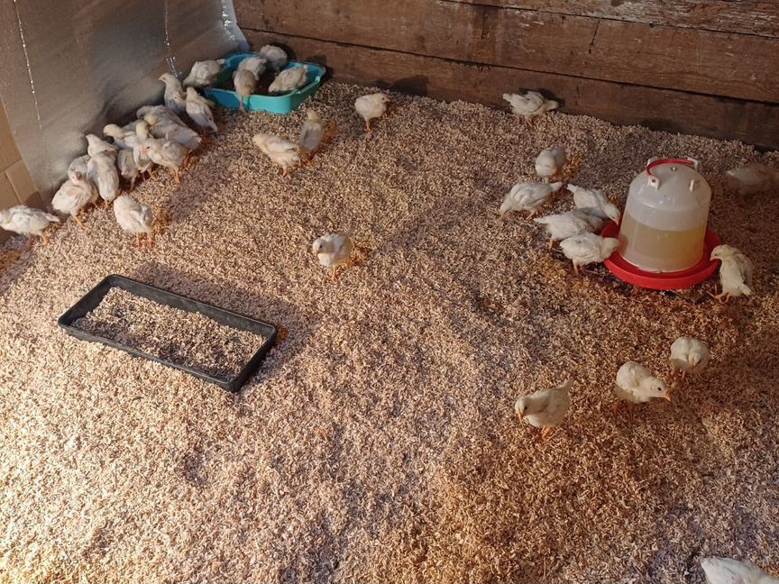 Цыплята несушки