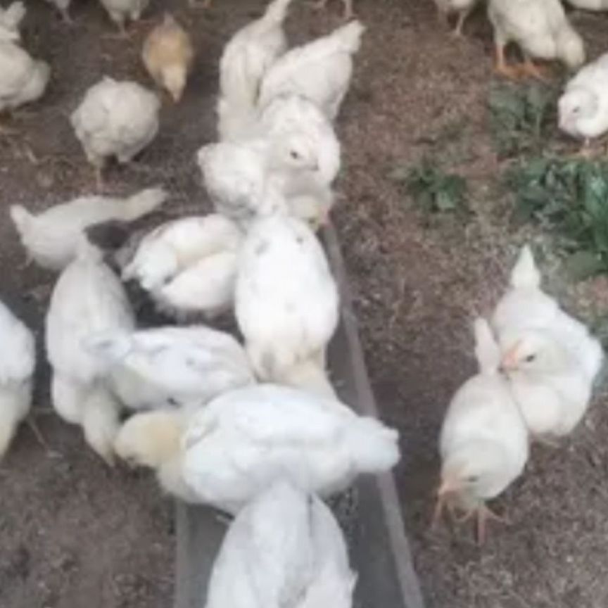 Продам молодых петушков