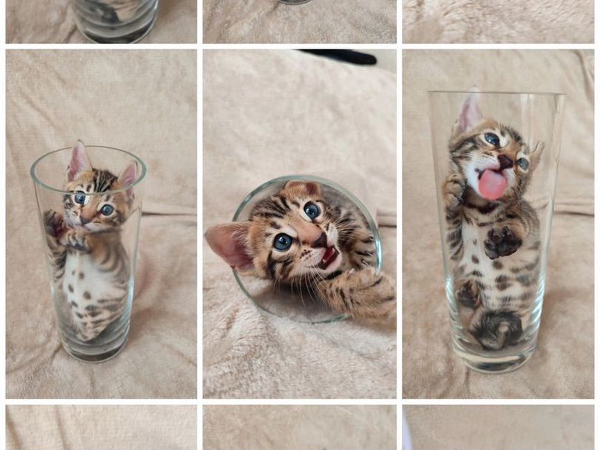 Бенгальские котята
