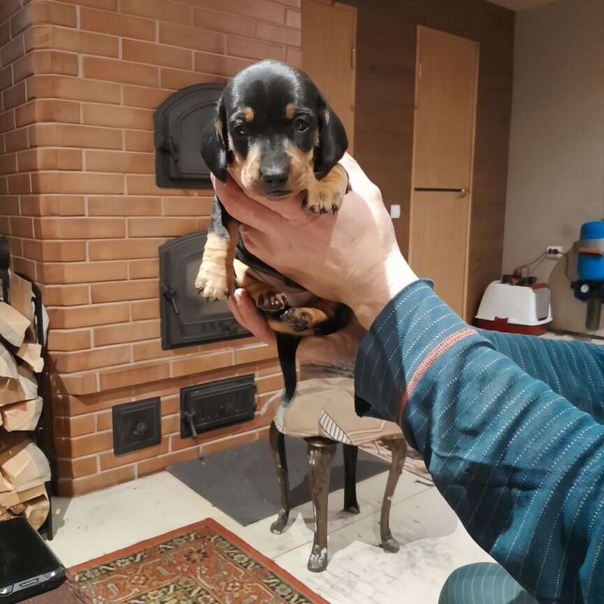 Такса, щенок