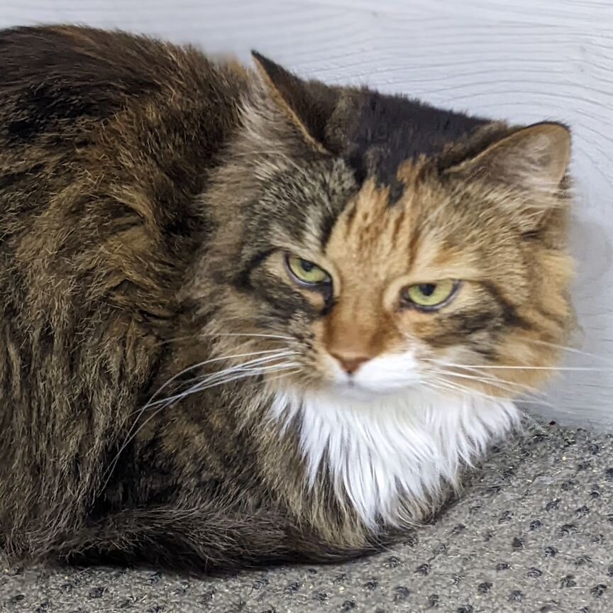 Взрослая, кошка в добрые руки