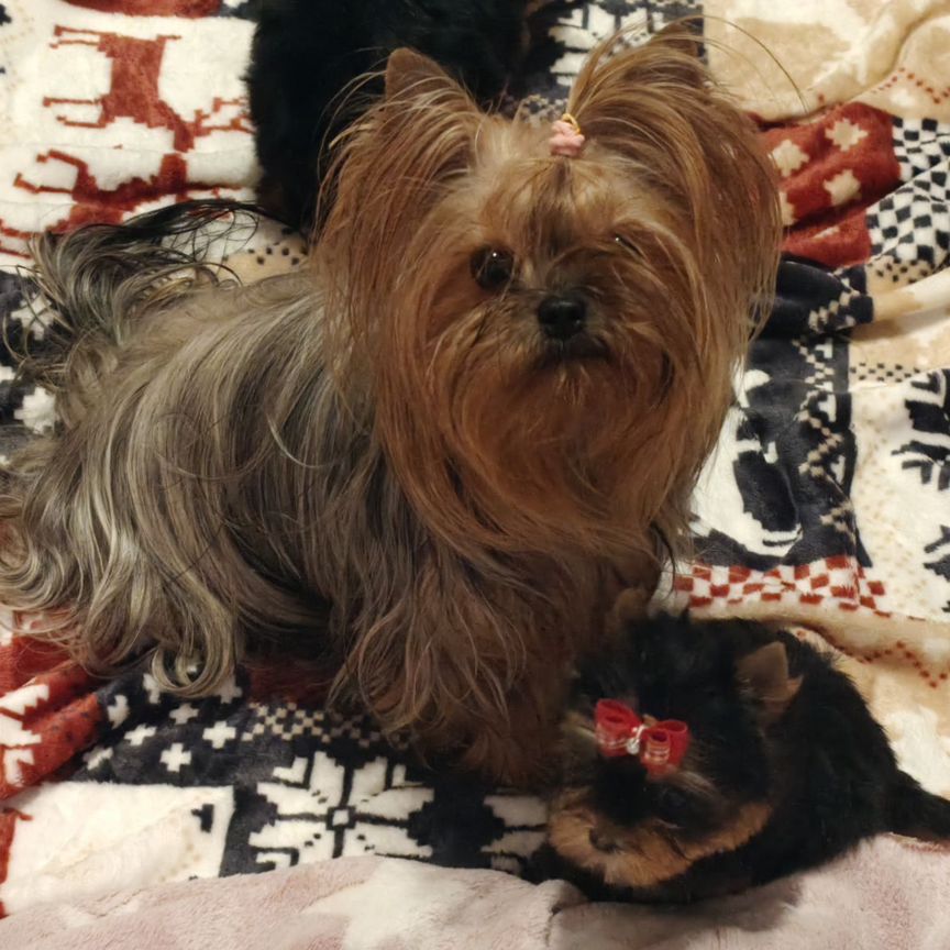 Йоркширский терьер, щенок