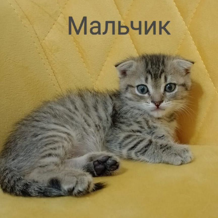 Котята в добрые руки бесплатно