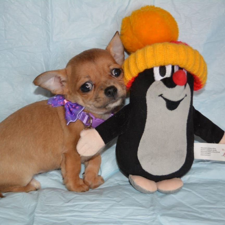 Щенки чихуахуа мальчик