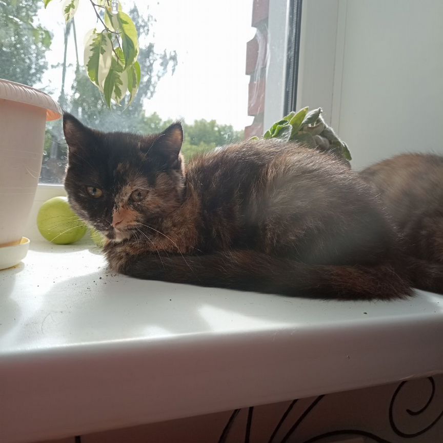 Котята в добрые руки 3 месяца