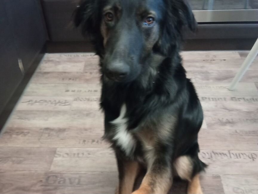 Собака даром