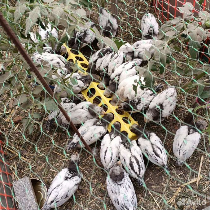 Цыплята Лакенфельдер