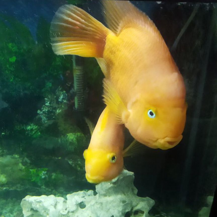 Продам аквариум на 140л