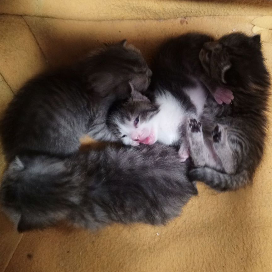 Котятки в добрые руки