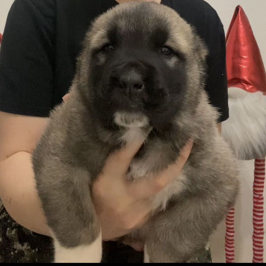 Среднеазиатская овчарка, щенок