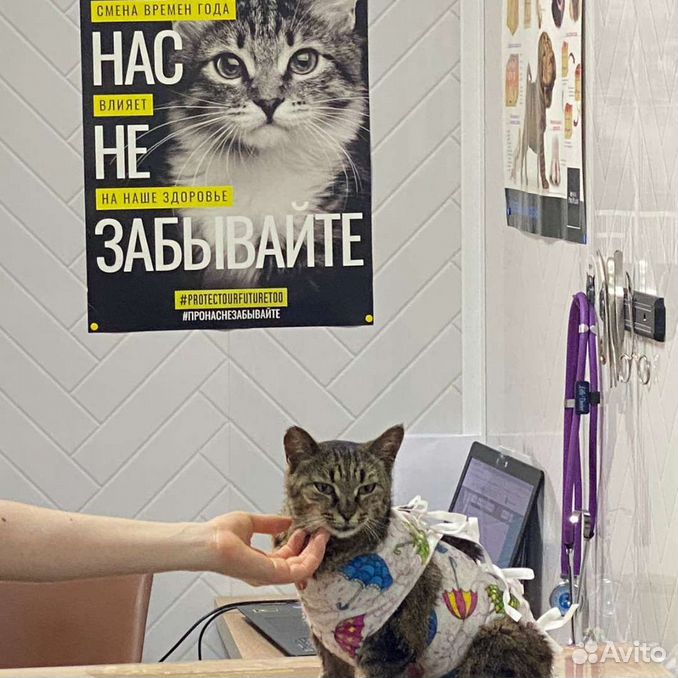 Кошка. Ждёт Тебя, любовь и дом