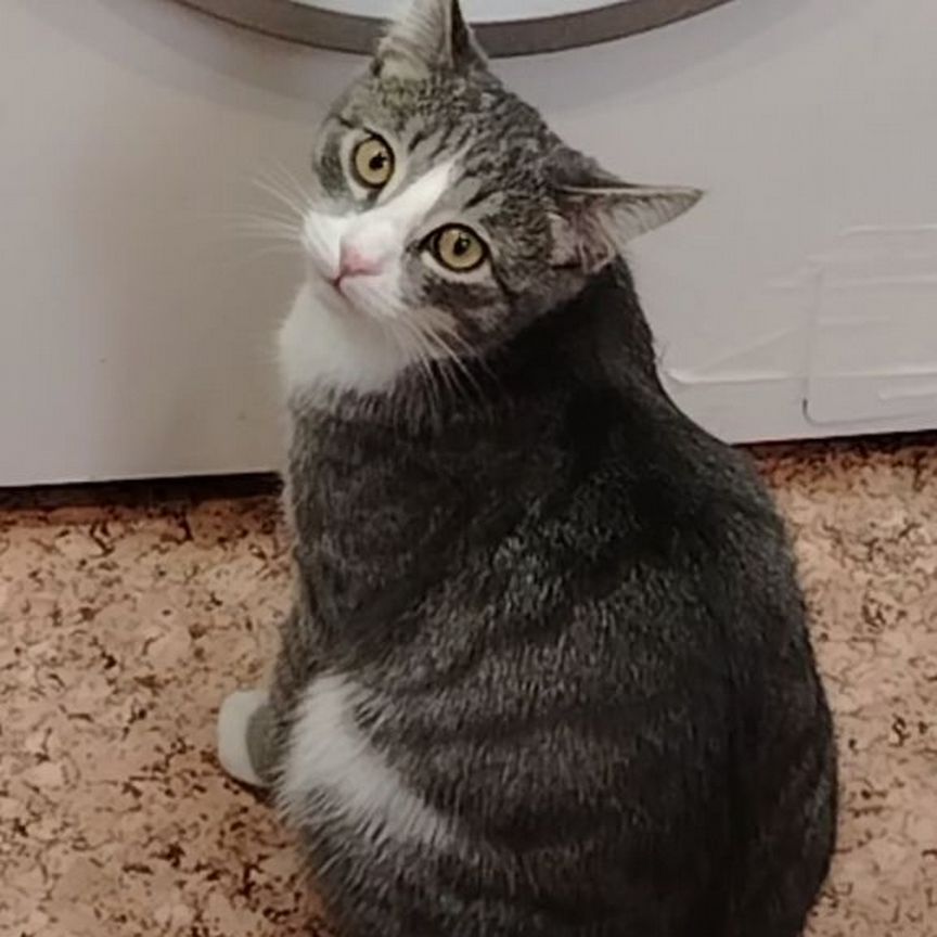 Котёнок в добрые руки