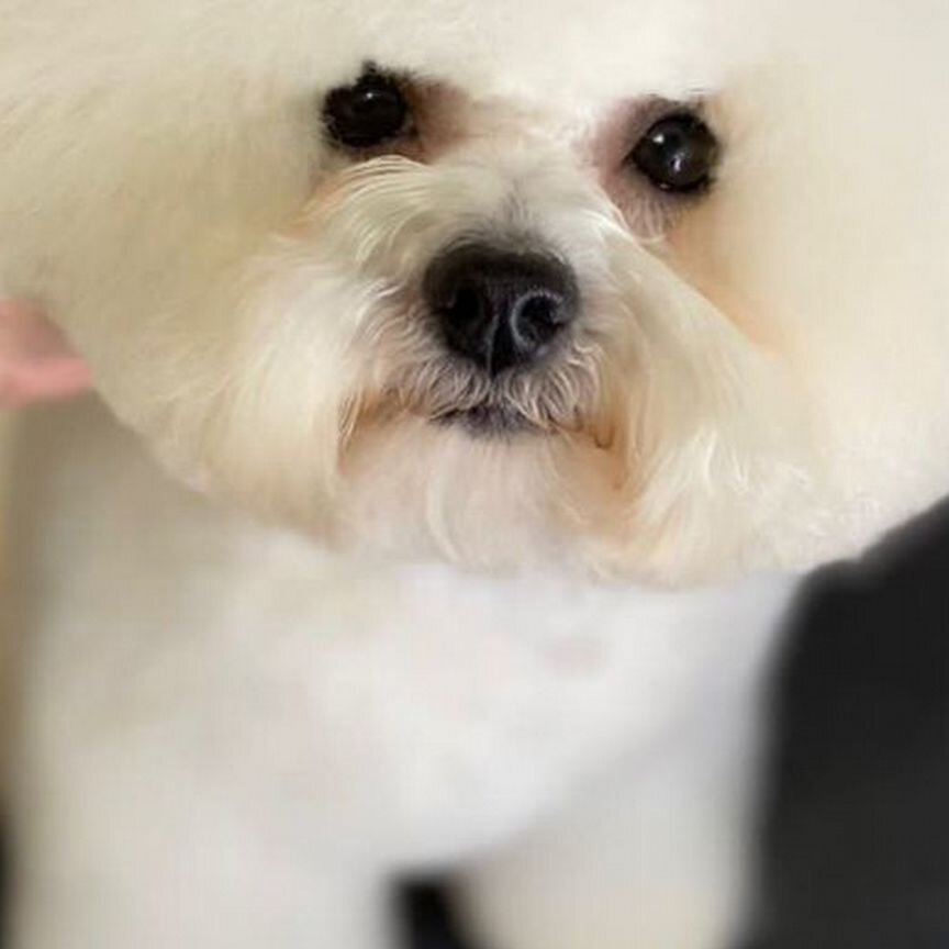 Бишон фризе вязка