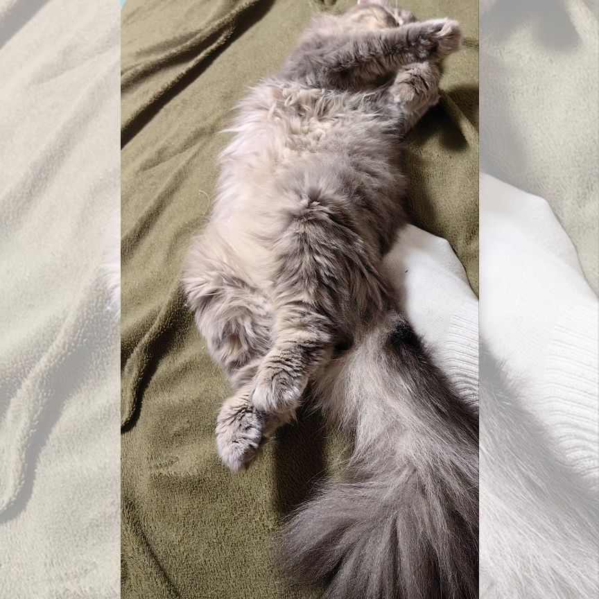 Сибирский, взрослый кот