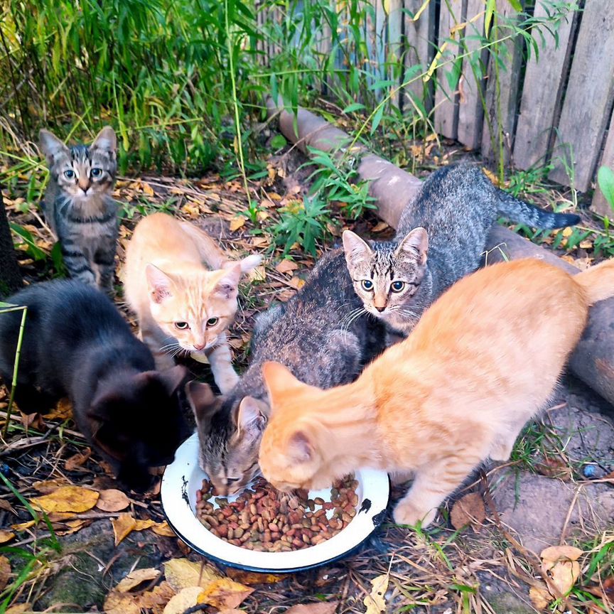 Котята в добрые руки