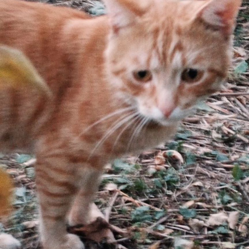 Грустный котик