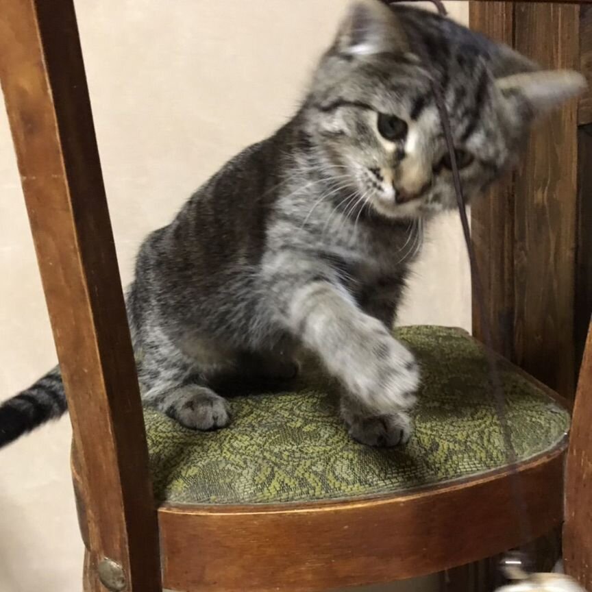 Котята в добрые руки мальчики