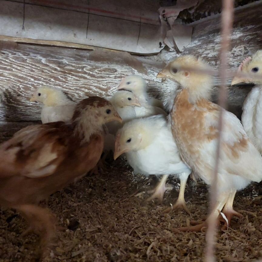 Цыплята несушки Родонит