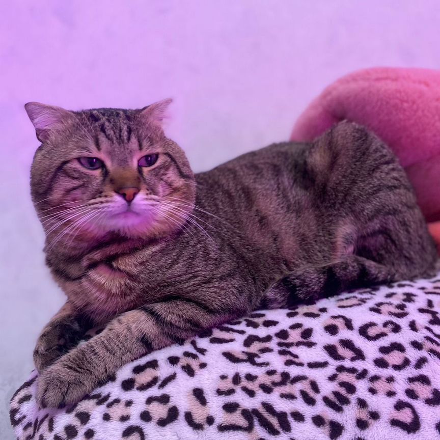 Котэ в поисках новых рабов