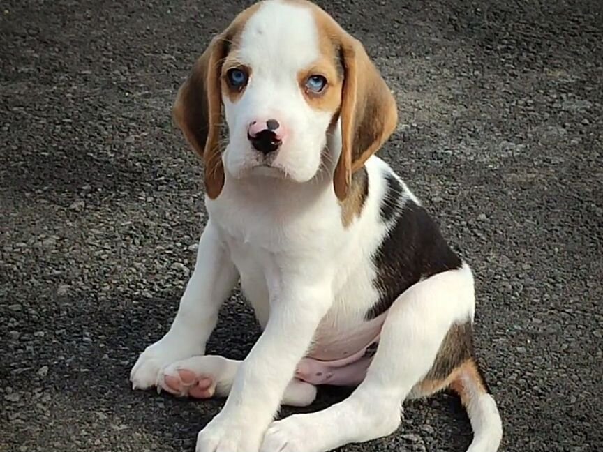 Бигль - голубые глазки