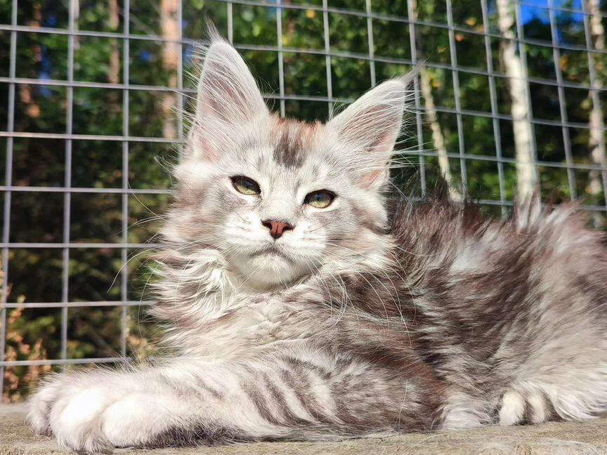 Серебристая красавица