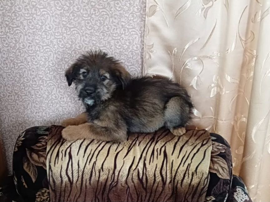 Собака, щенок 2 месяца