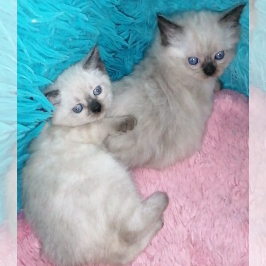 Шотландский прямоухий длинношёрстный котёнок