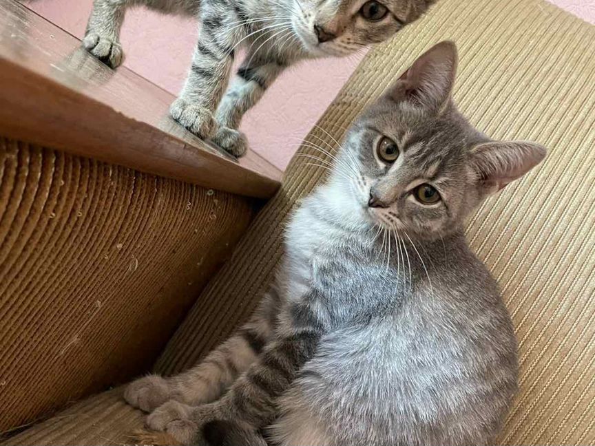 Милые котята