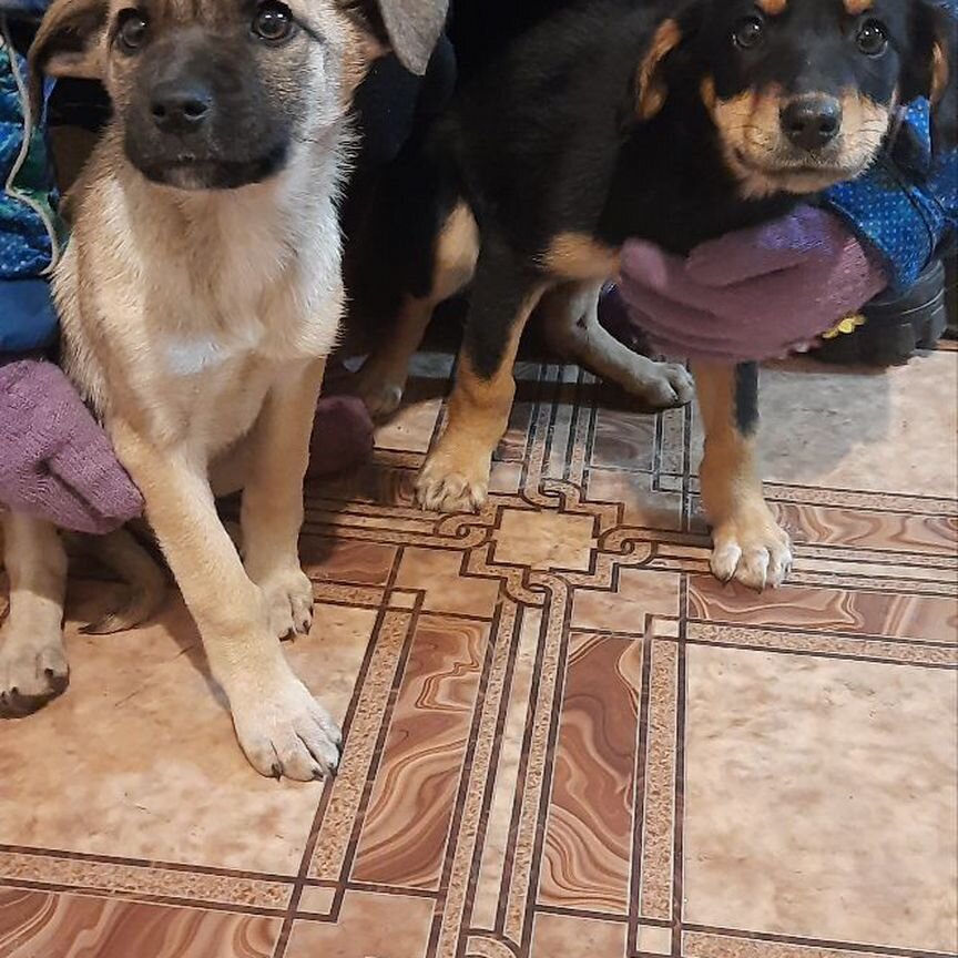 Кутята в добрые руки