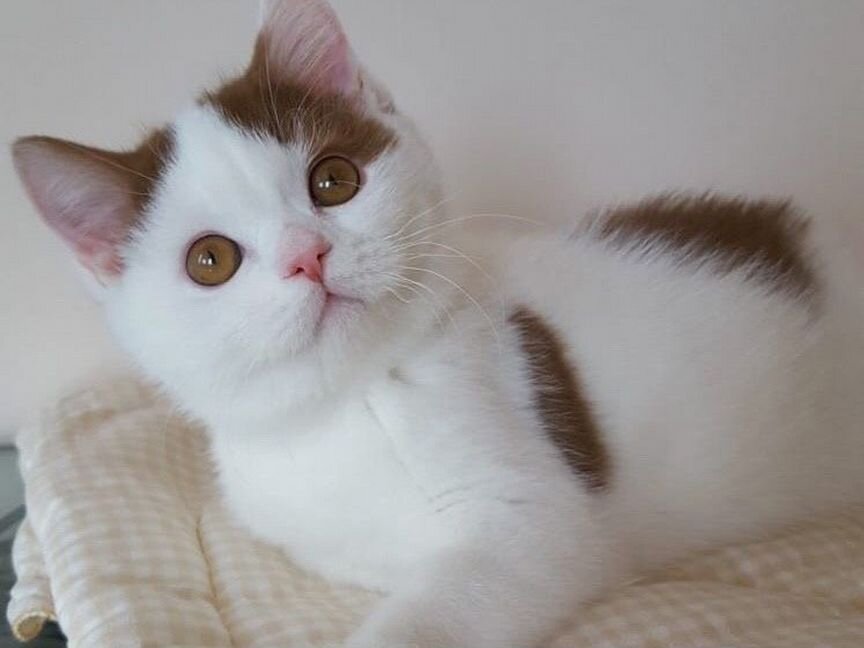 Породистые британские котята