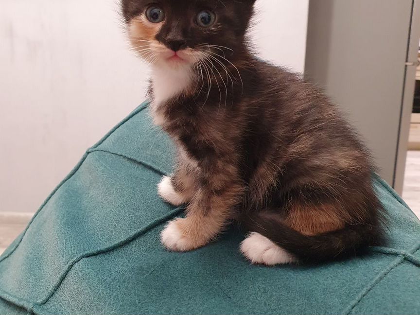 Ищут себе друга на всю жизнь)