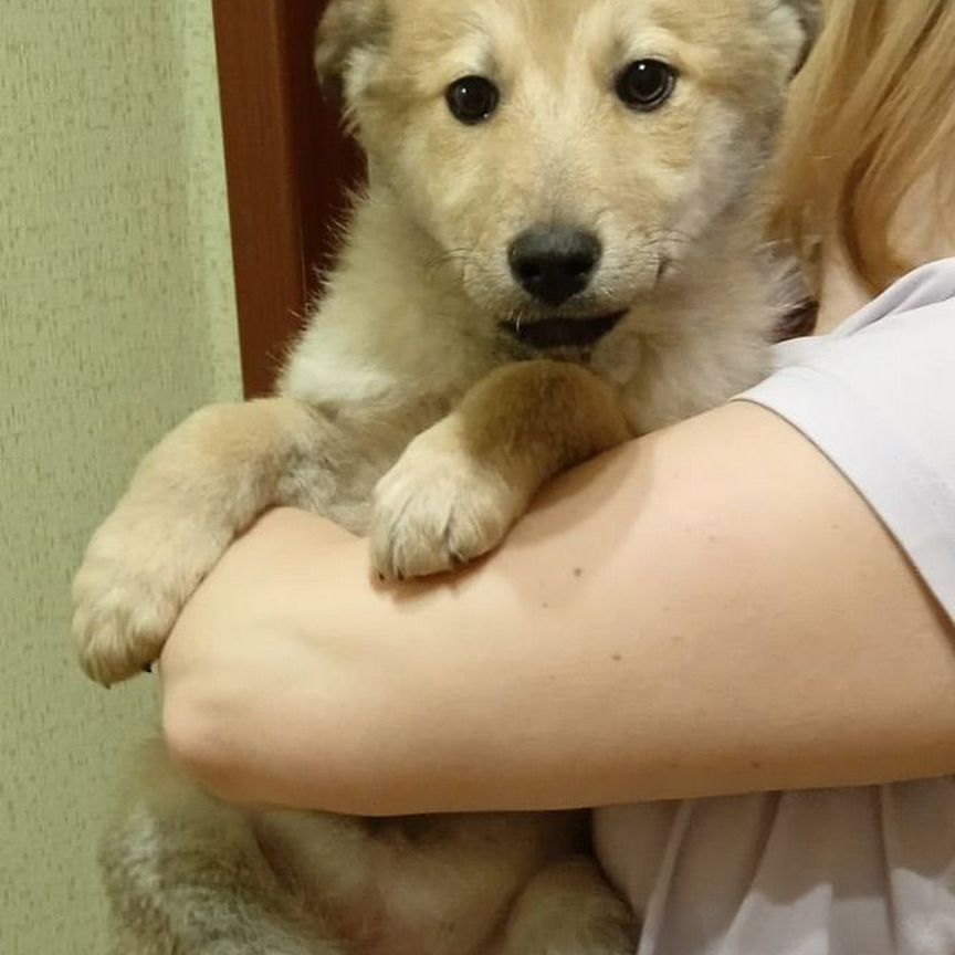 Щенок в добрые руки бесплатно