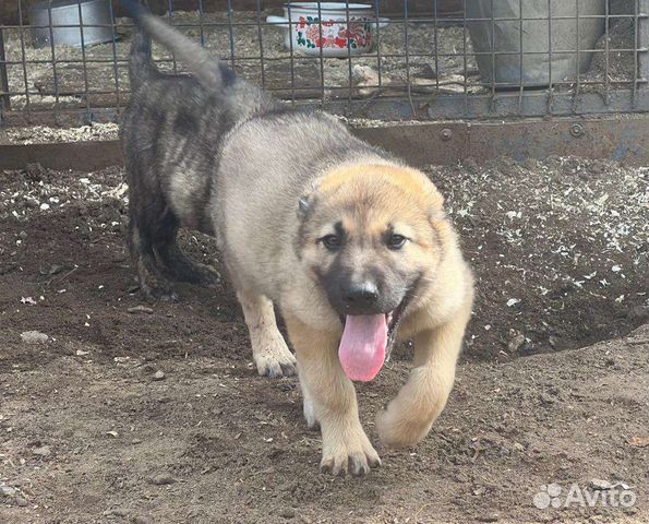 Заберите щенка из приюта
