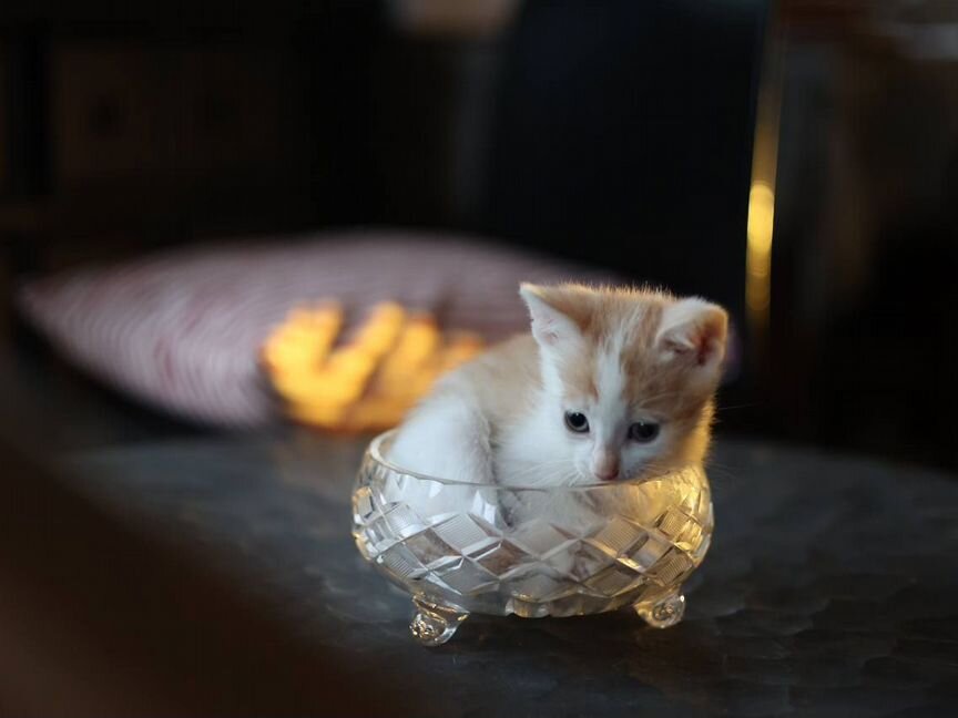 Котенок Оскар