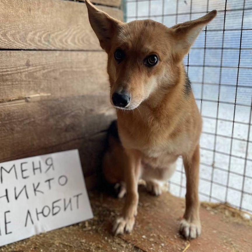 Взрослая собака в добрые руки