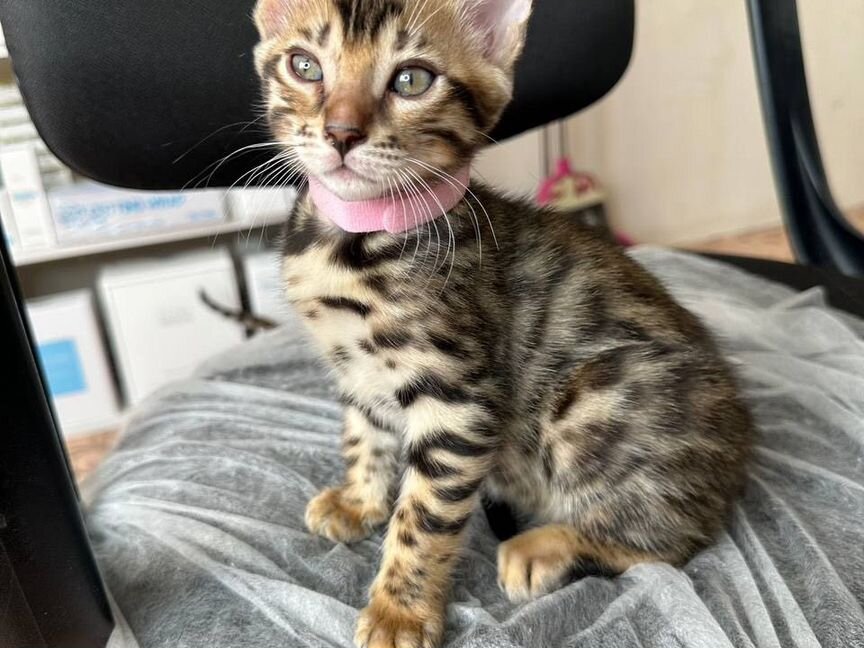 Бенгальские котята в добрые руки