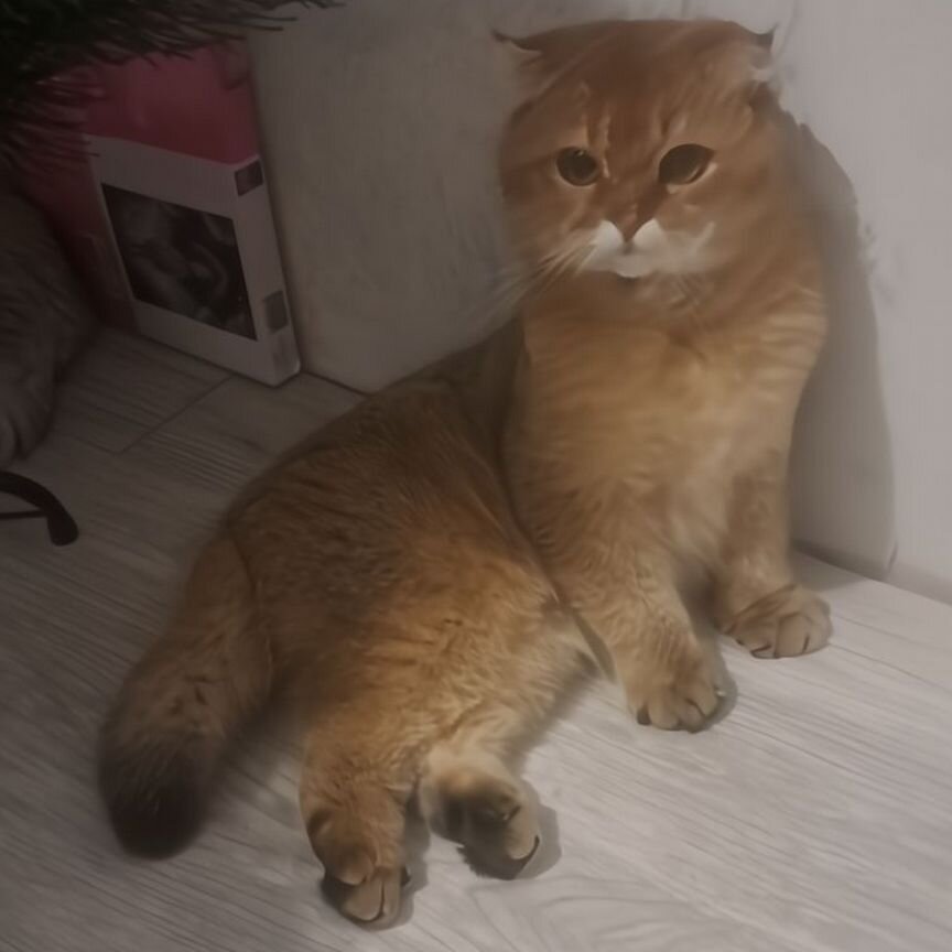 Британский короткошёрстный, взрослый кот