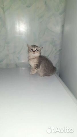 Кошки шотландцы